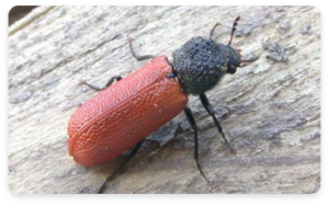 Guía de insectos xilófagos - Diagnosis de la madera | Sanite