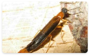 Guía de insectos xilófagos - Diagnosis de la madera | Sanite