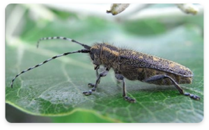 Guía de insectos xilófagos - Diagnosis de la madera | Sanite