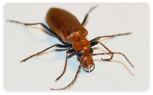 Guía de insectos xilófagos - Diagnosis de la madera | Sanite